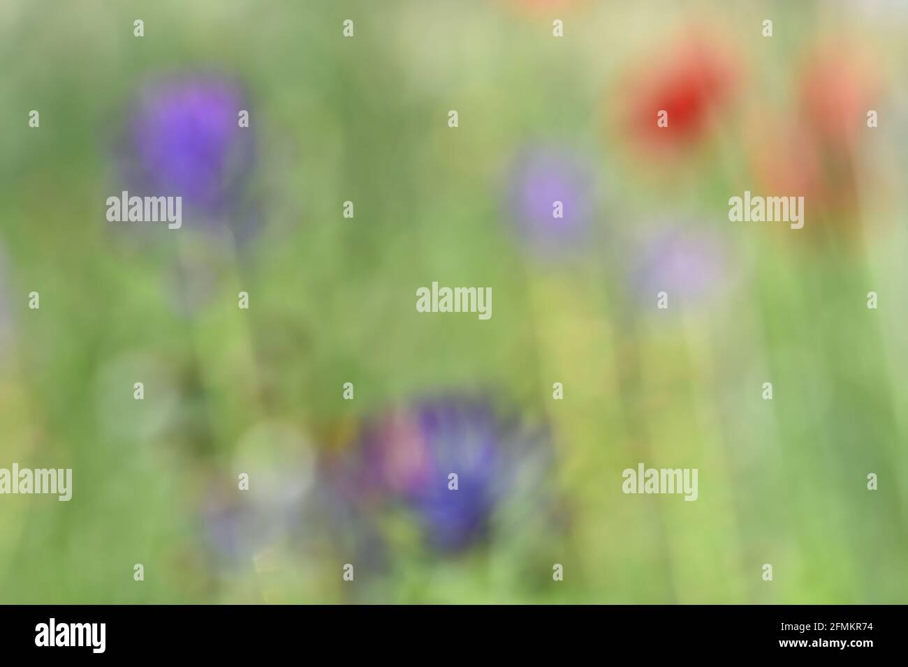 Spring background of defocused wildflowers Stock Photo - Alamy