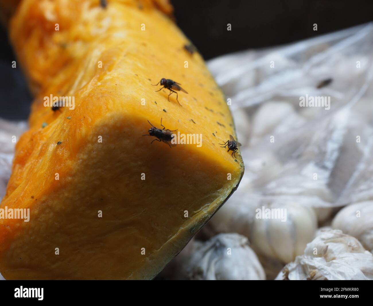 House fly, food contamination hygiene concept Stock Photo - Alamy
