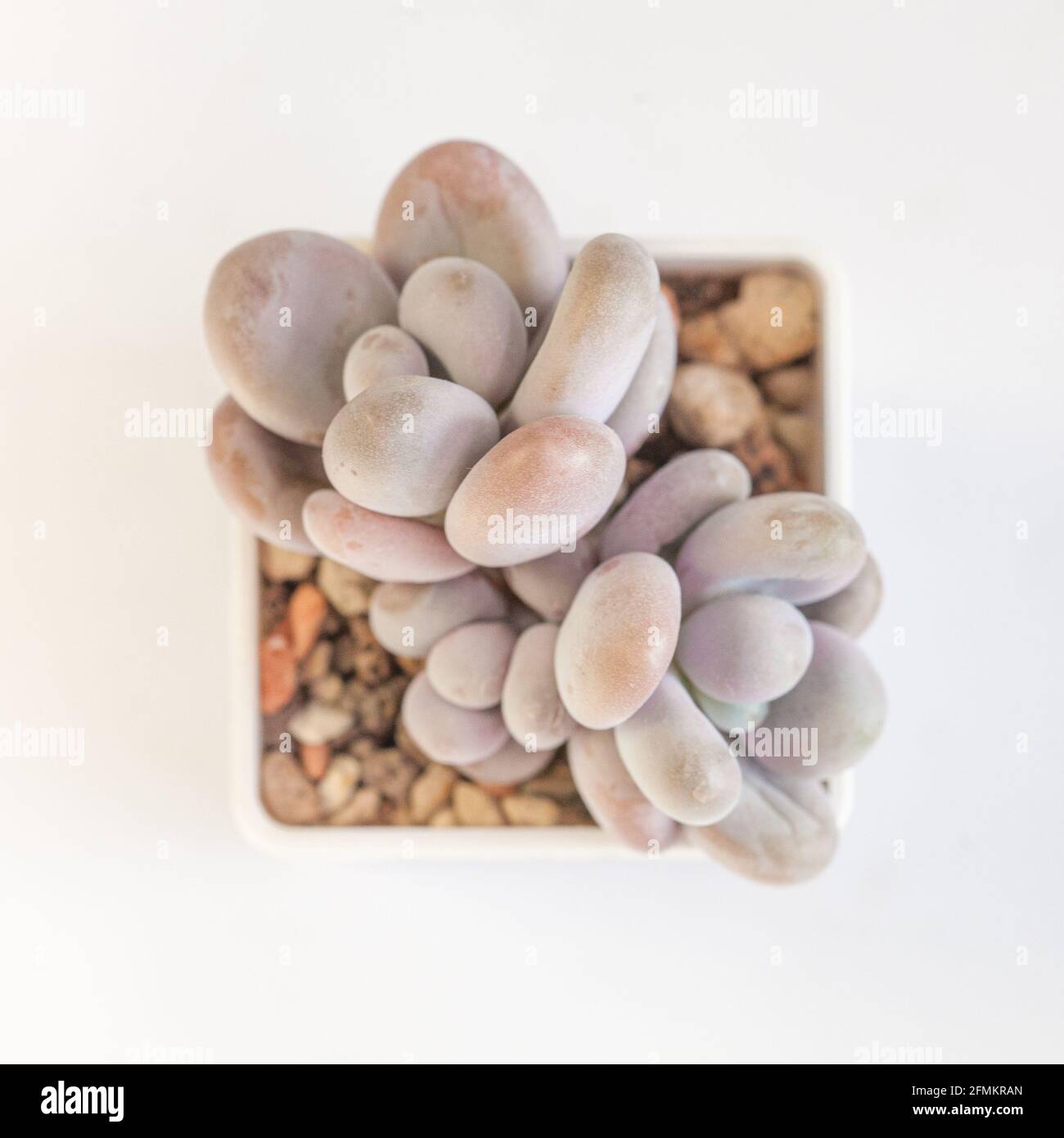 Oviferum hi-res stock photography and images - Alamy