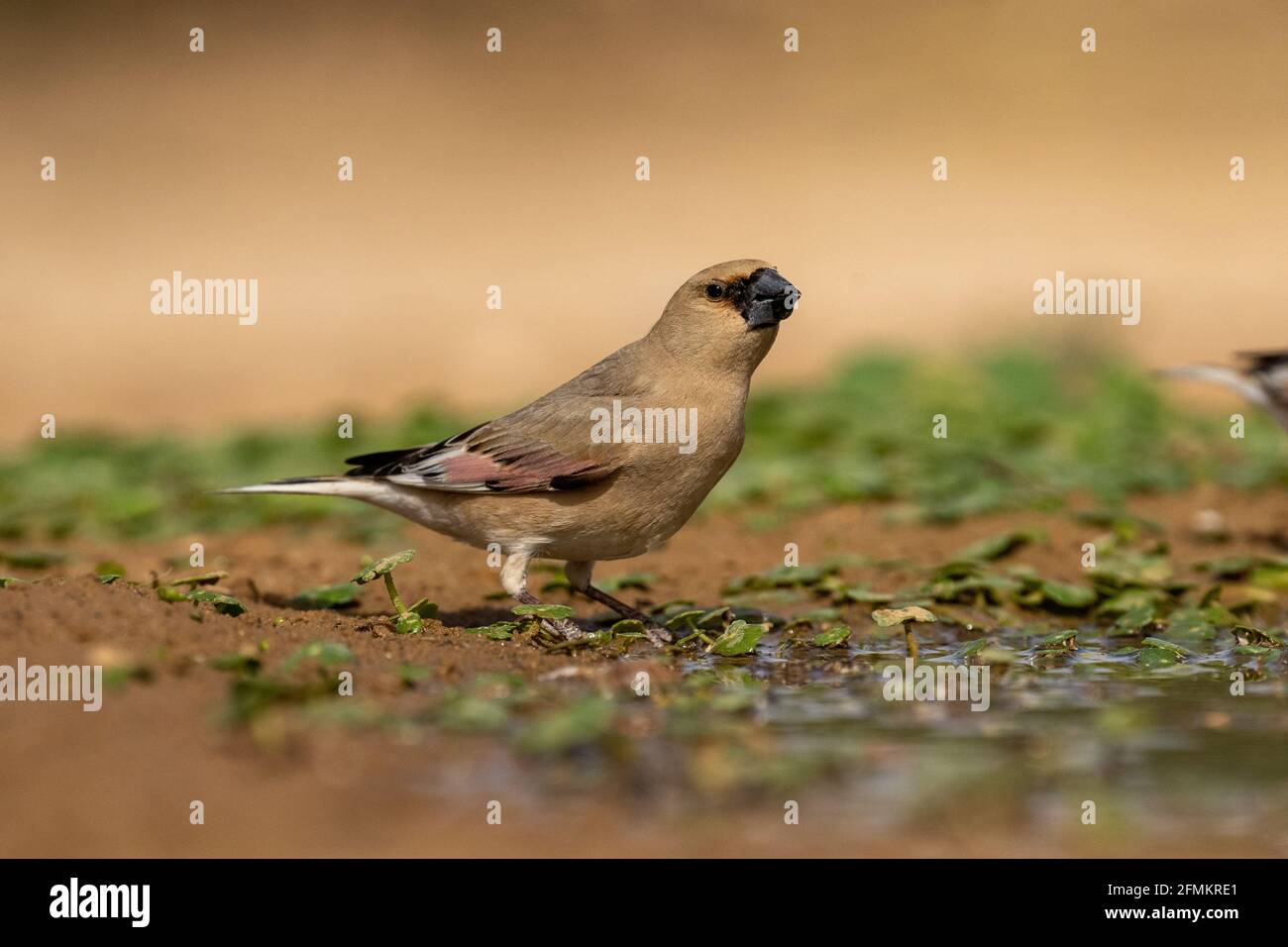 desert finch (Rhodospiza obsoleta Stock Photo - Alamy