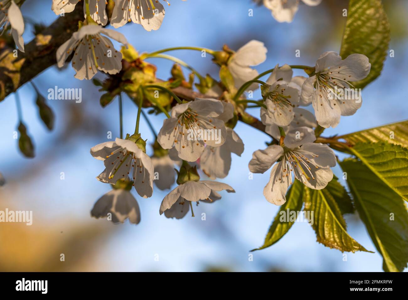 Edible cherry blossom - Sunburst Colt - variety Stock Photo - Alamy