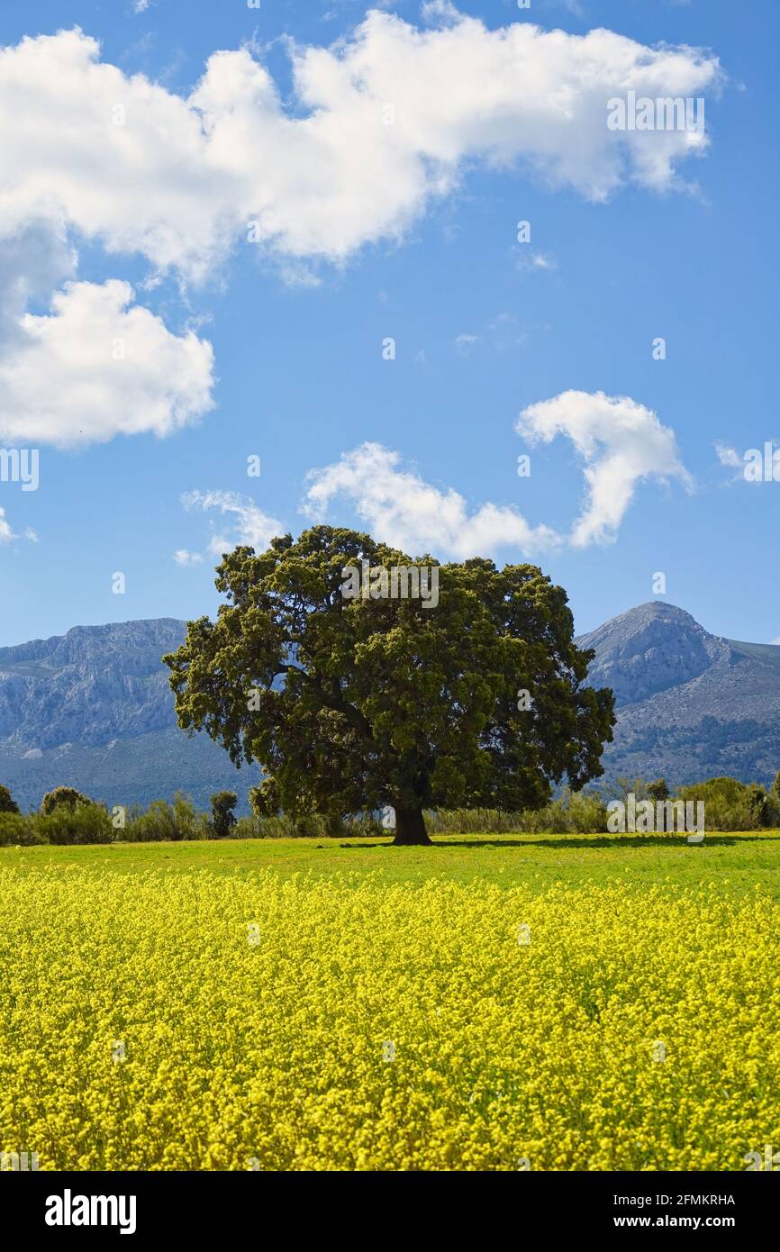 Oak Tree Flower High Resolution Stock Photography and Images - Alamy