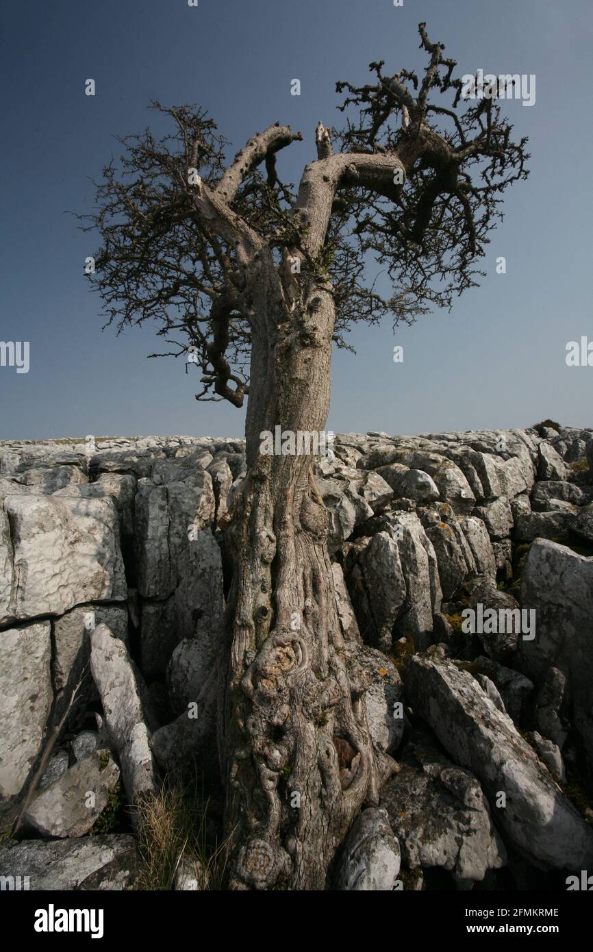 Scales Moor - a limestone platform on the slopes of Whernside in the ...