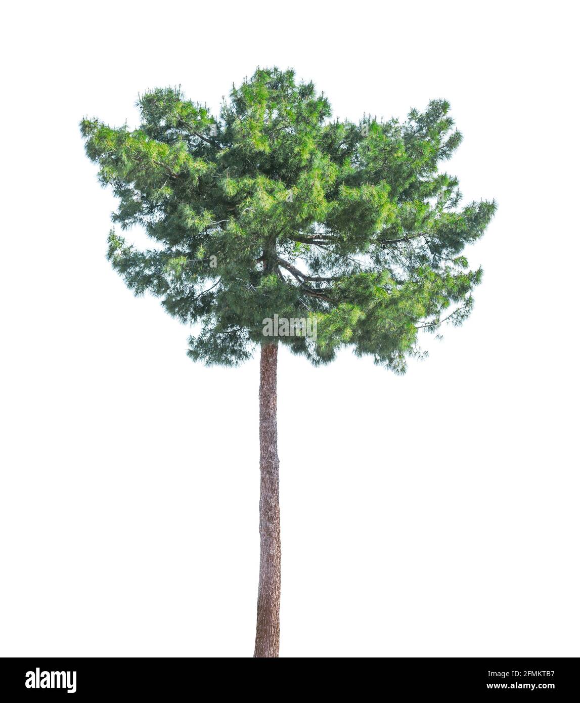 Tall pine tree isolated on white background Stock Photo - Alamy