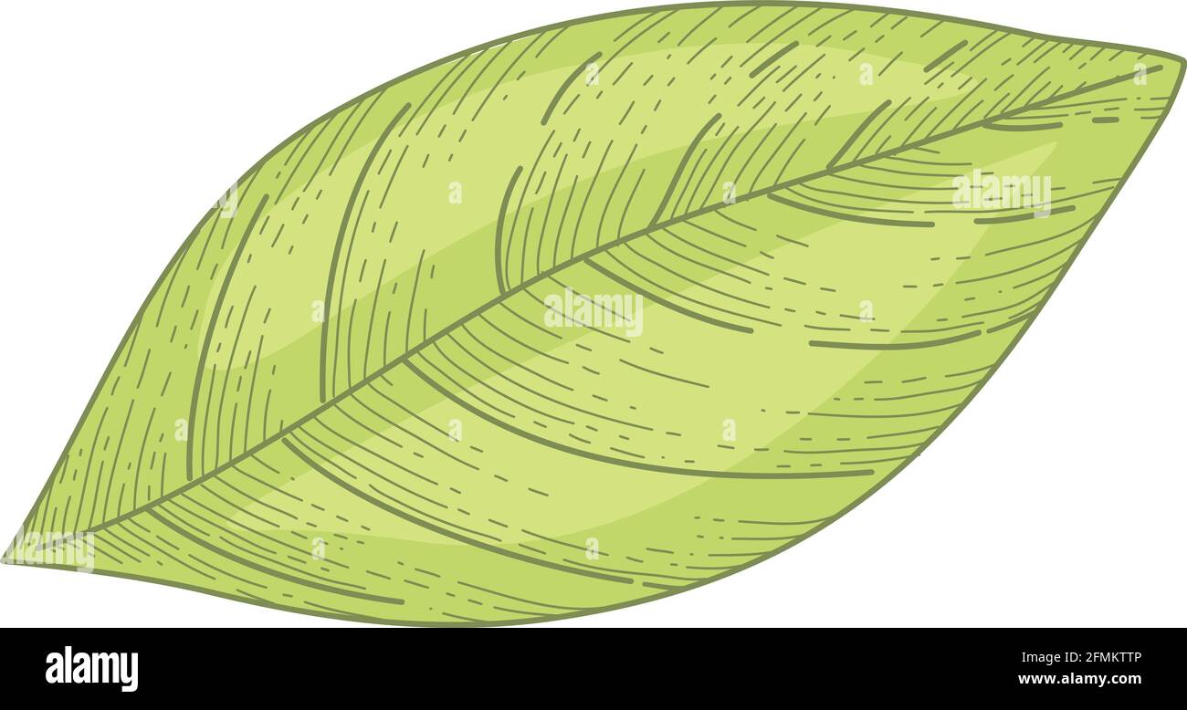 Detailed drawings of whole leave of lemon isolated on white background ...