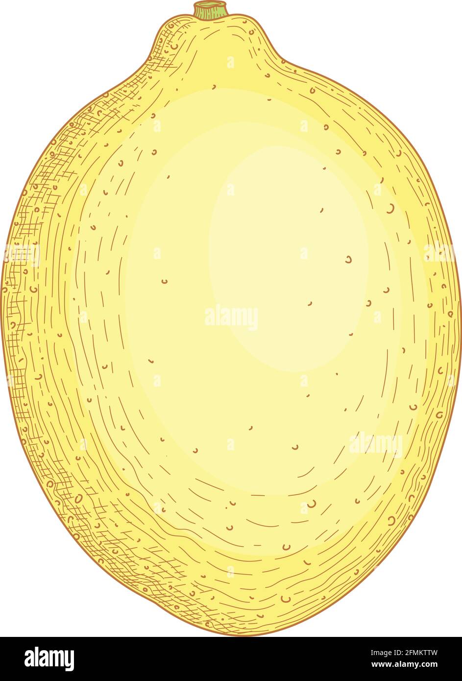 Detailed drawings of whole and cut lemon with slice and leaves isolated ...