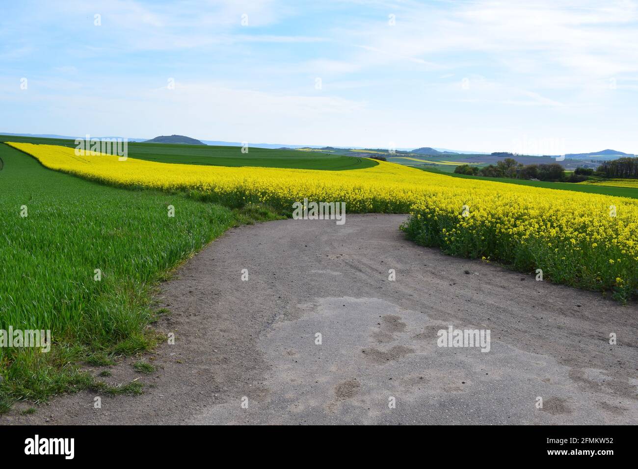 small dirt road into yellow fields Stock Photo - Alamy
