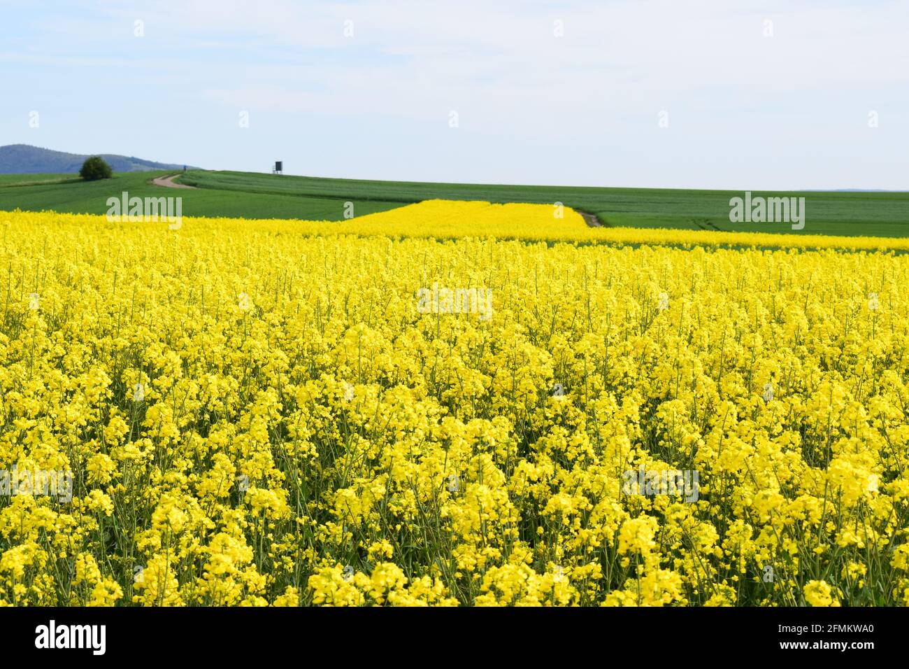 endless yellow fields Stock Photo - Alamy