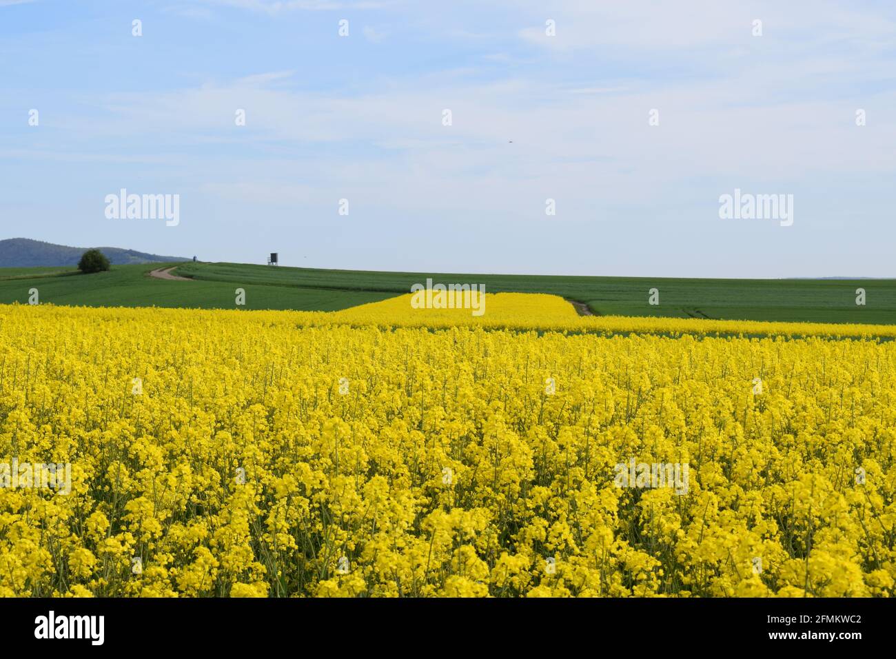 endless yellow fields Stock Photo - Alamy