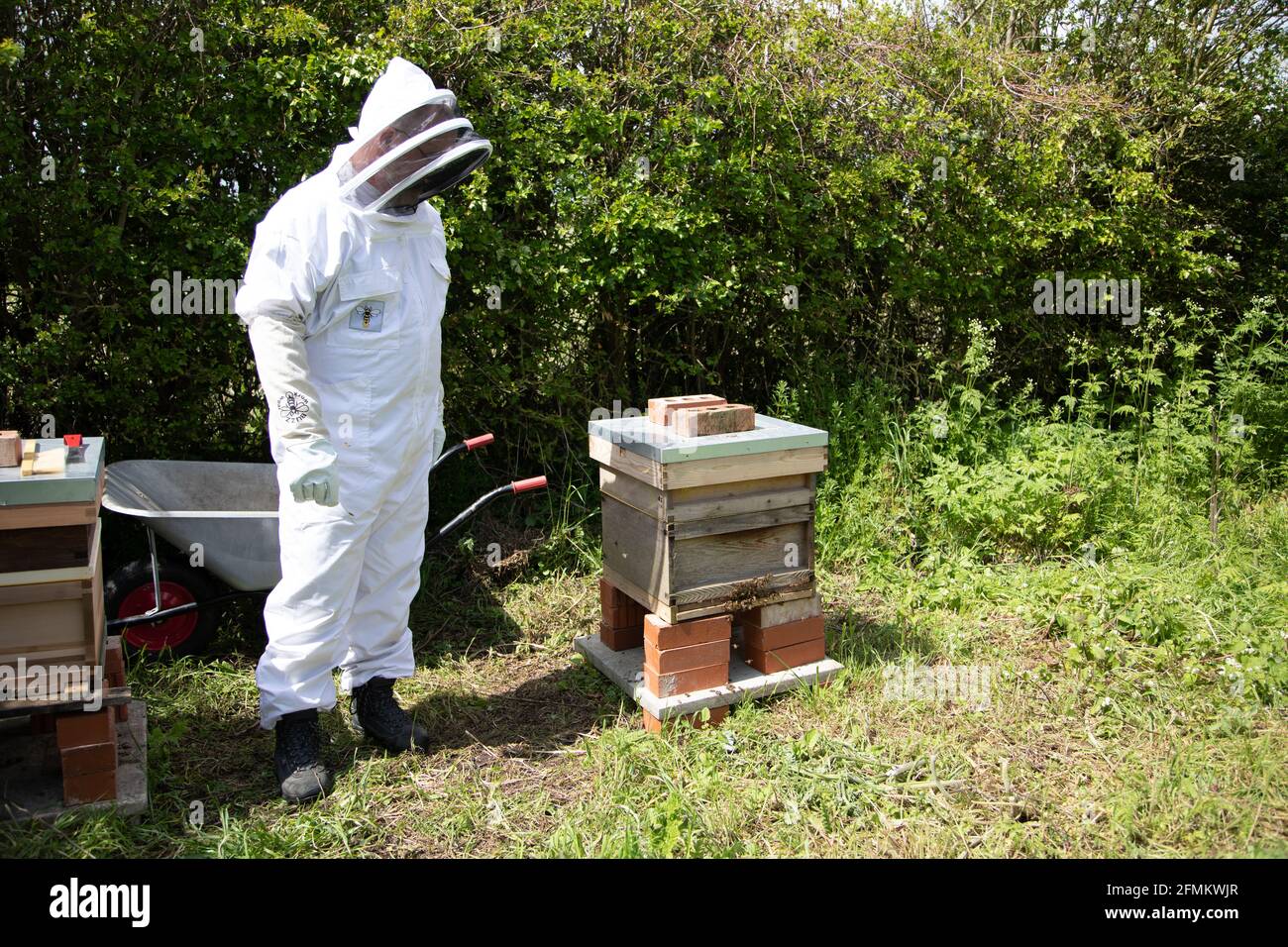 Beekeeper inspecting two hives hi-res stock photography and images - Alamy