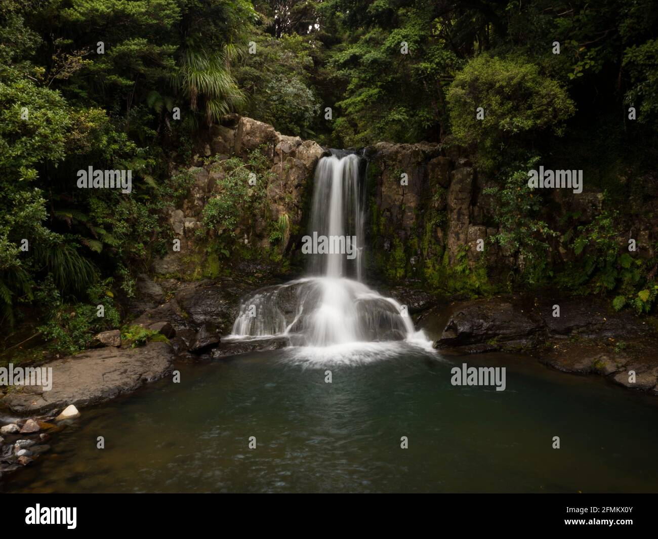 Cascade kauri hi-res stock photography and images - Alamy