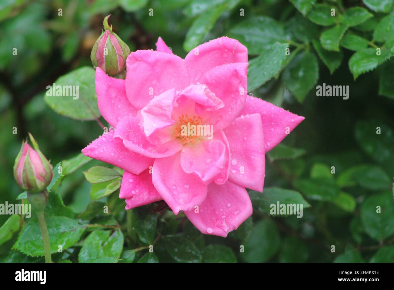 Beautiful fully open pink rose and buds Stock Photo - Alamy