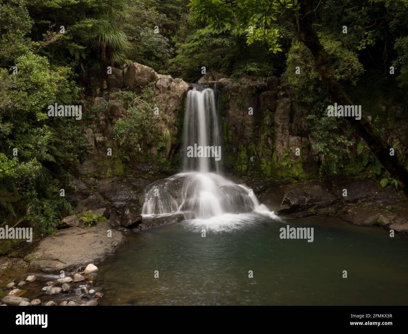 Cascade kauri hi-res stock photography and images - Alamy