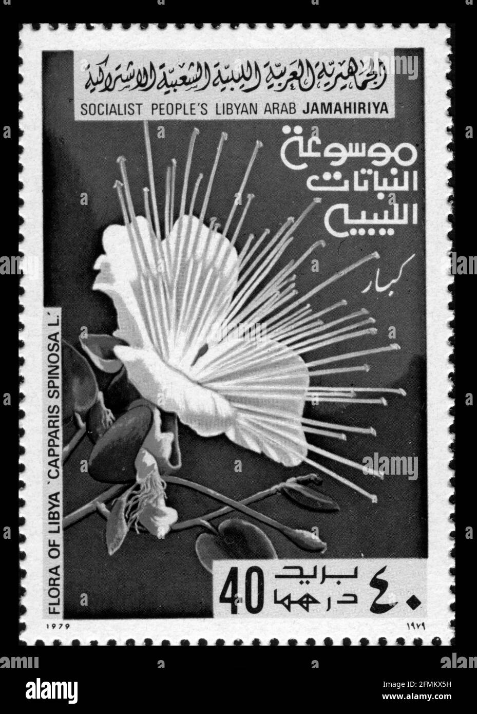 Postage Stamp Libya High Resolution Stock Photography and Images - Alamy