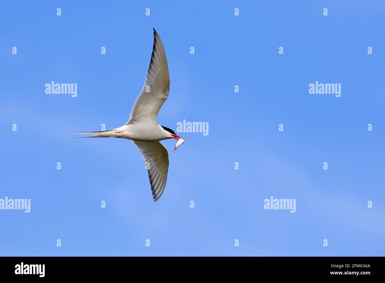 Arctic tern (Sterna paradisaea) flying with fish prey in beak against ...