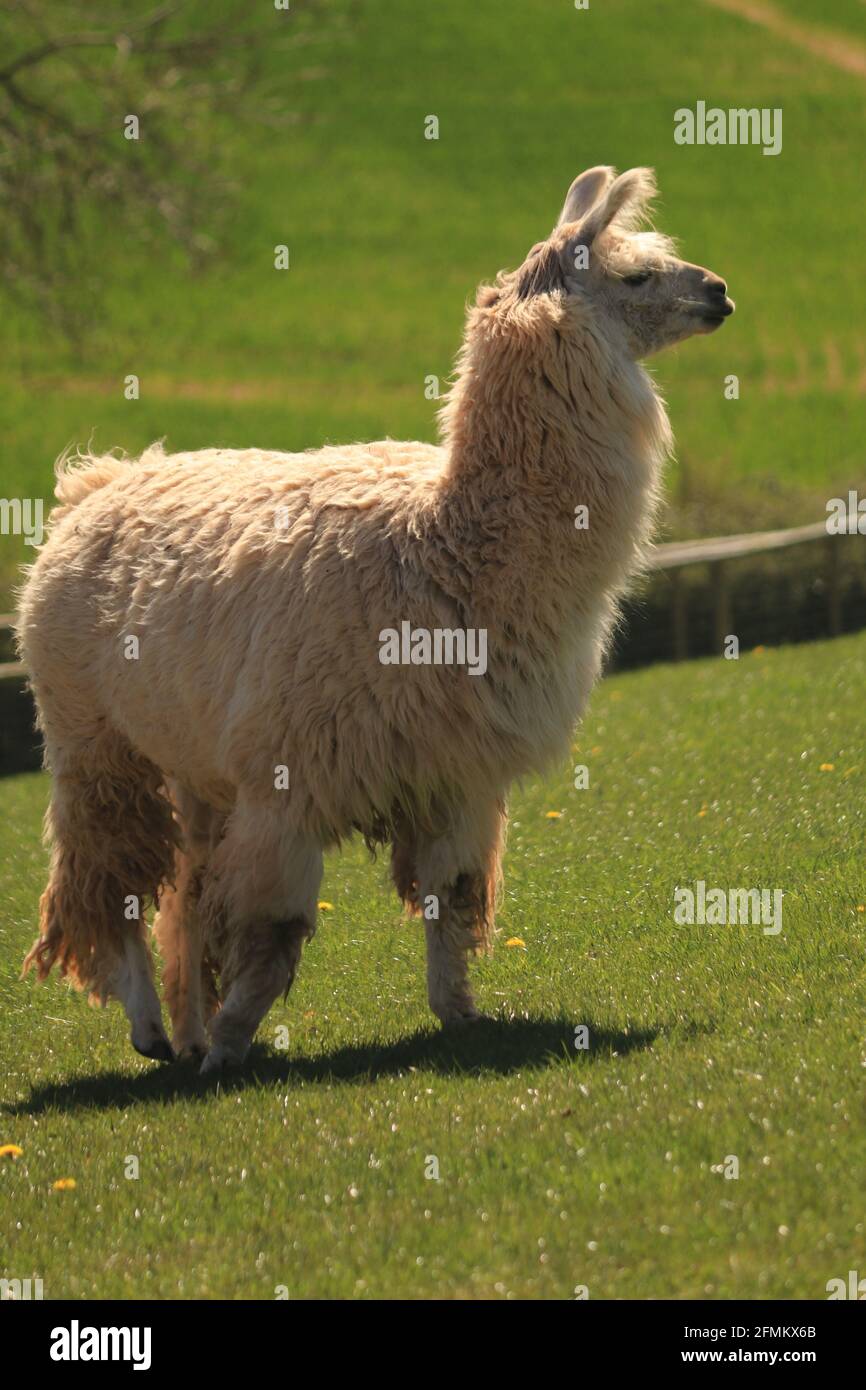 View of Llama standing in a grassy field, portrait orientation Stock ...