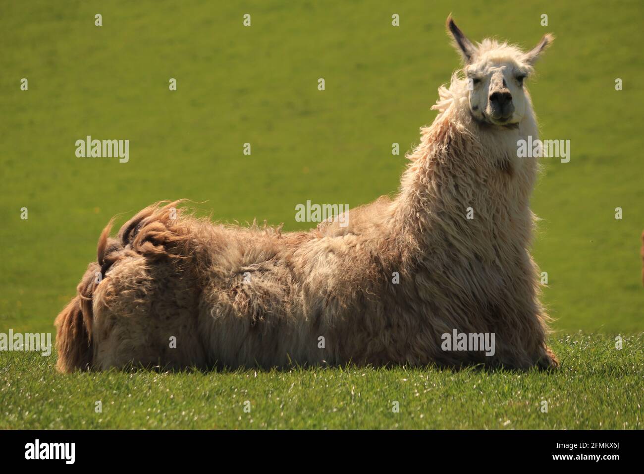 Llama Sitting