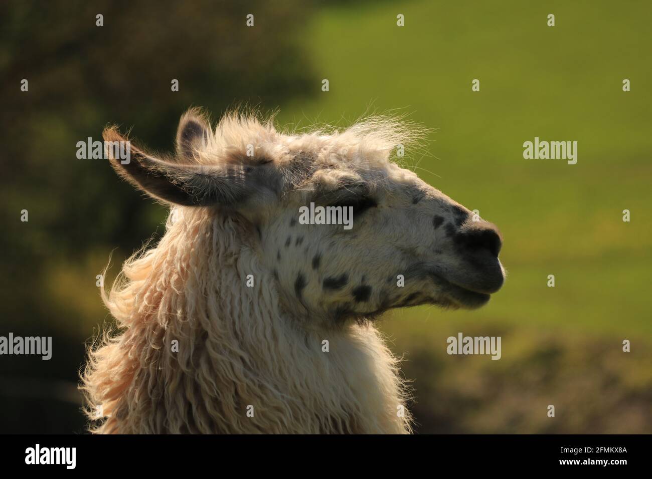 Side profile view of Llama, disolved background of green field and ...