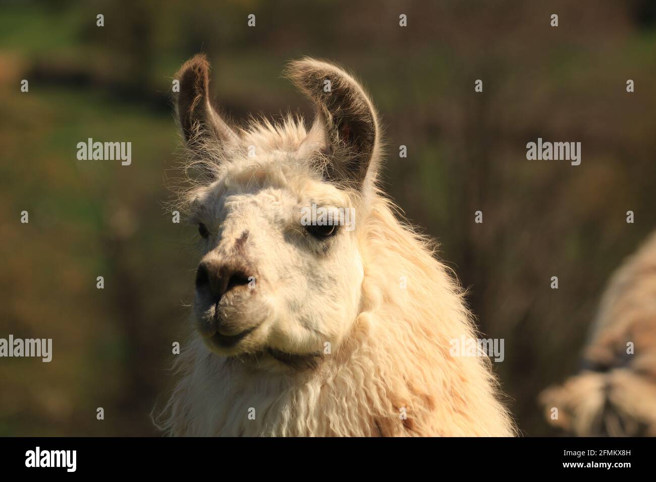 Llamas head hi-res stock photography and images - Alamy