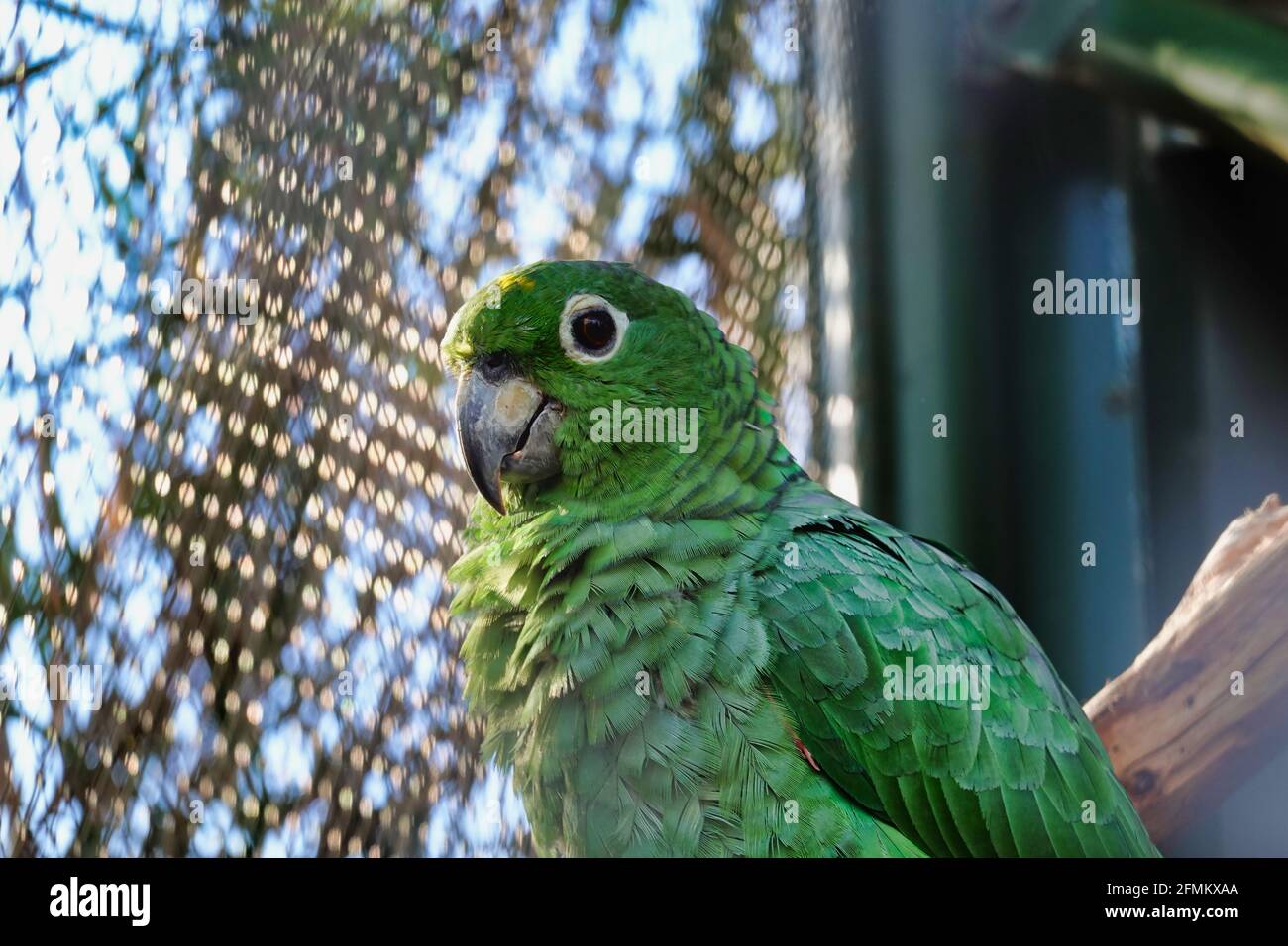 Nice parrot hi-res stock photography and images - Alamy