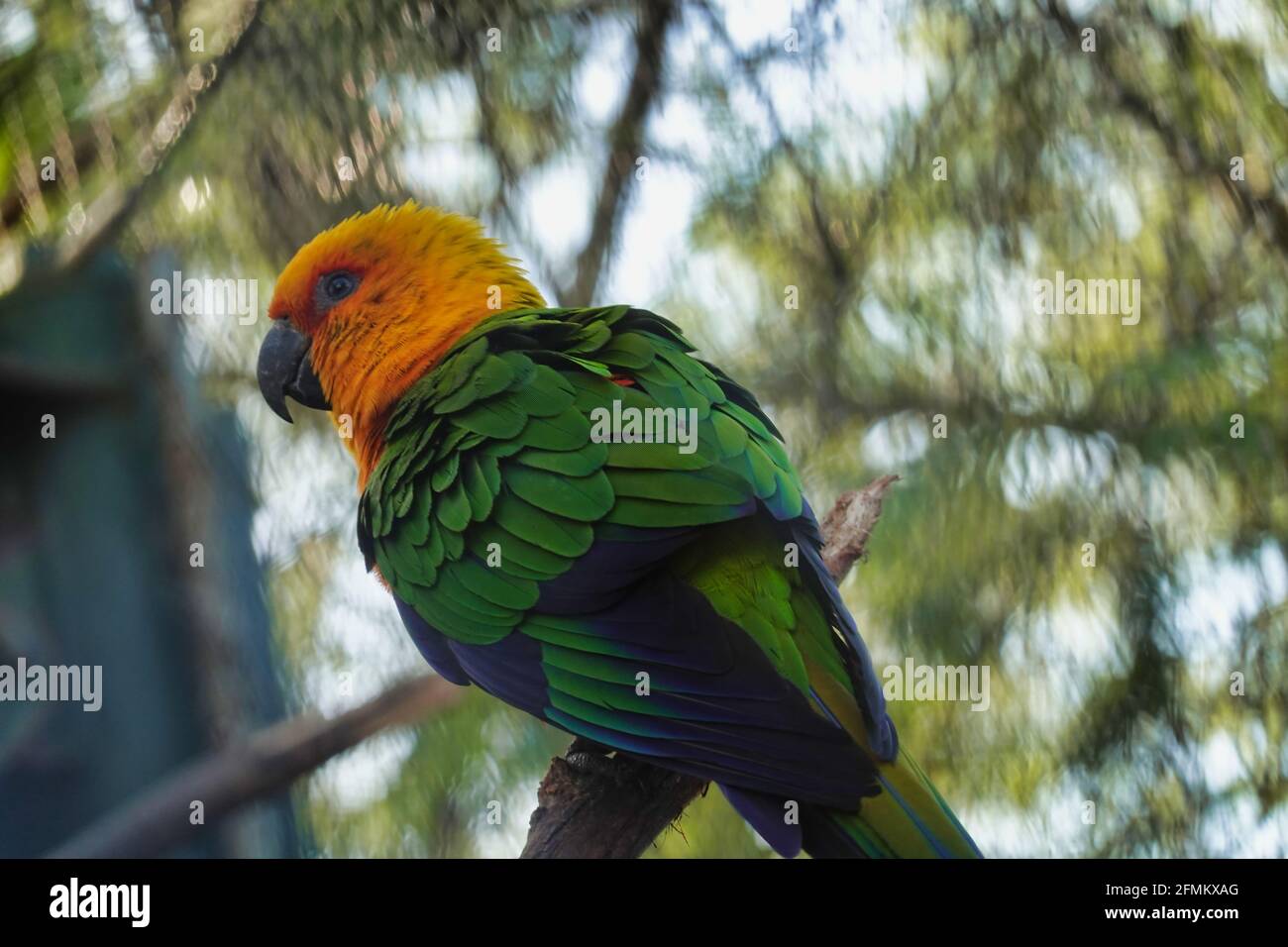 Nice parrot hi-res stock photography and images - Alamy