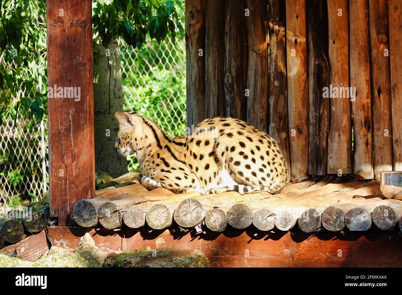 Leopard head close up hi-res stock photography and images - Alamy