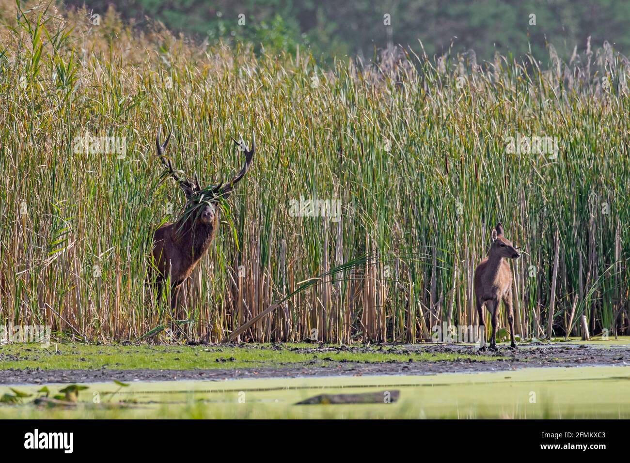 Red deer (Cervus elaphus) stag with calf emerging from reed bed along ...