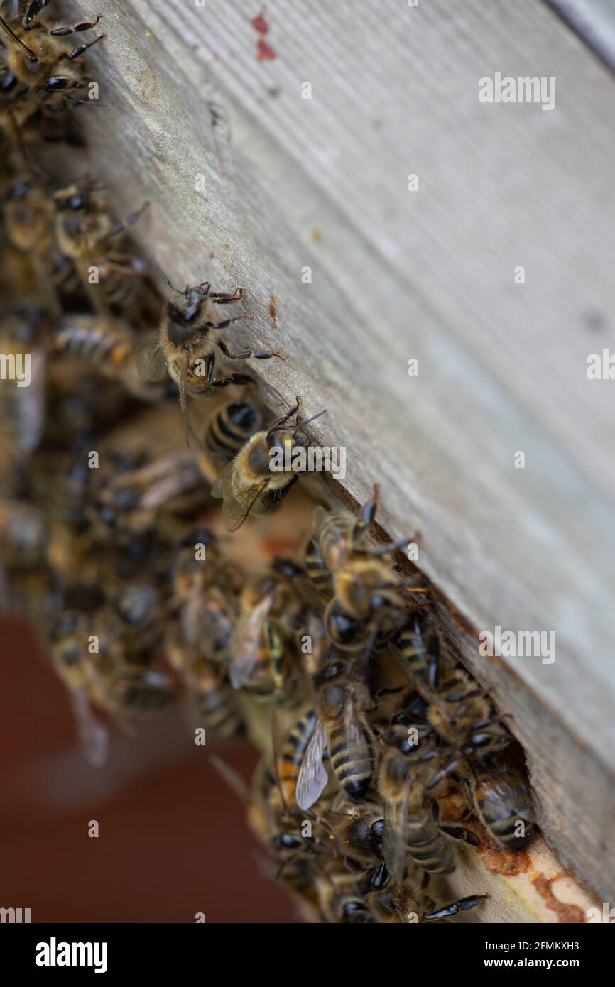 Guard bees hi-res stock photography and images - Alamy