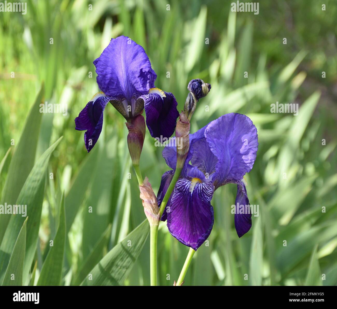 Flowers of Common Lily Iris germanica. Located on the mountainside in ...