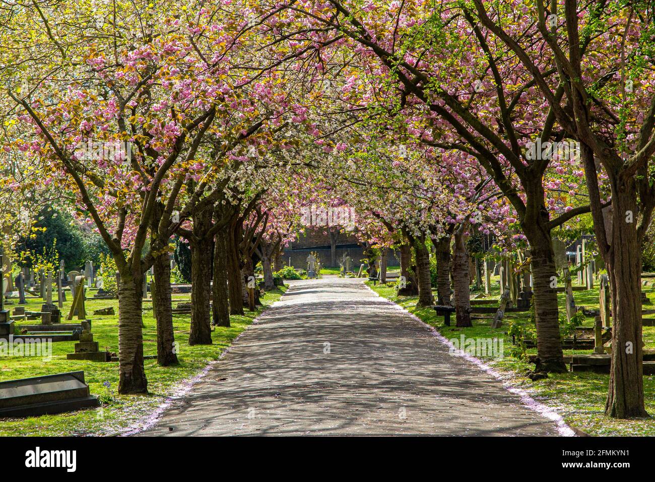 An arch of cherry trees in full blossom in a London graveyard Stock ...