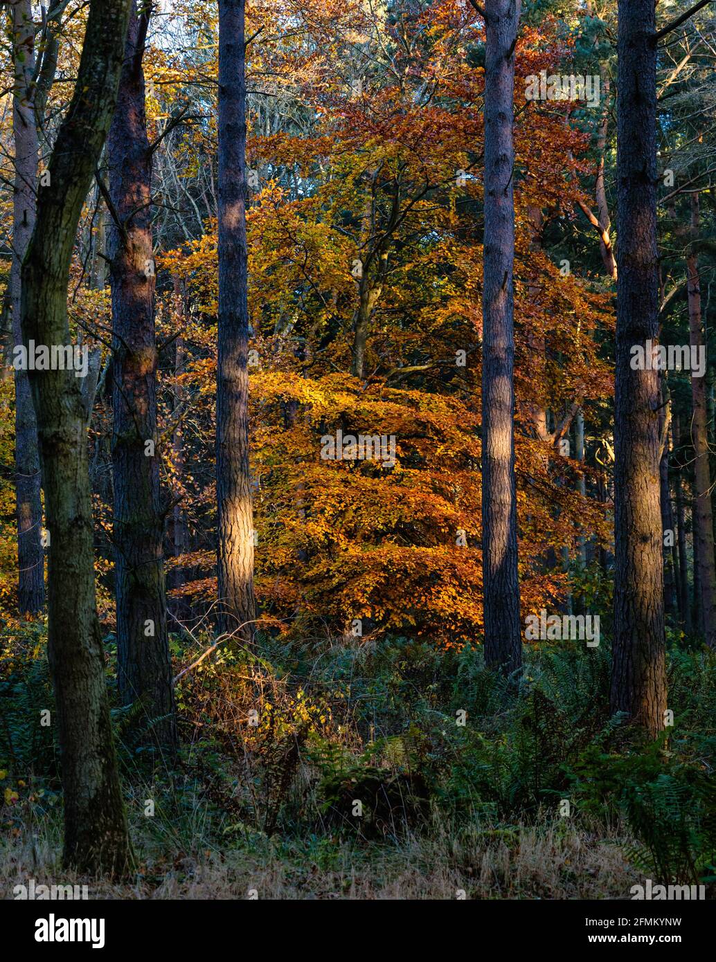 Colourful Autumn leaves of a beech tree framed by Scots pines in the ...