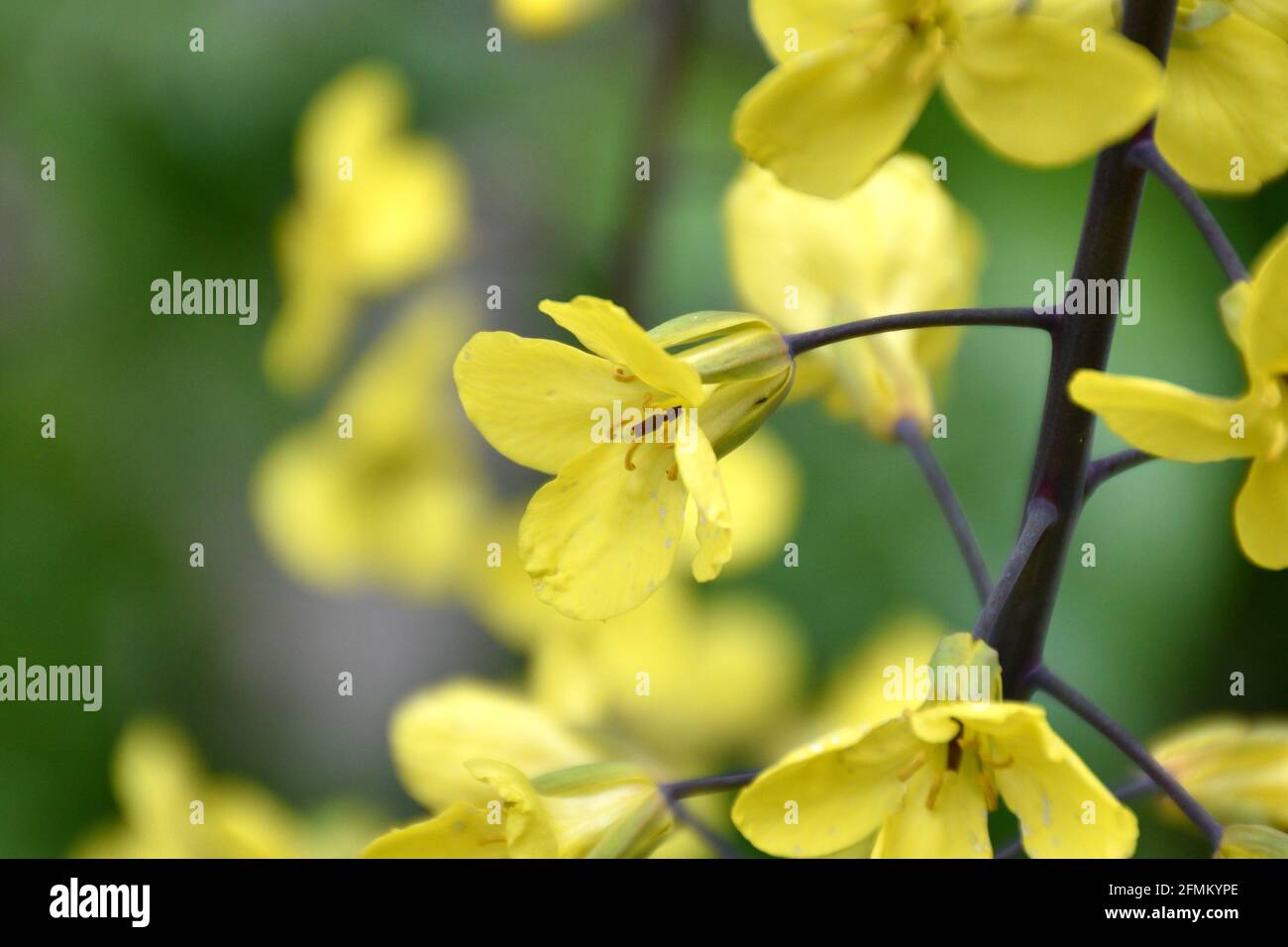 Cabbage flower hi-res stock photography and images - Alamy