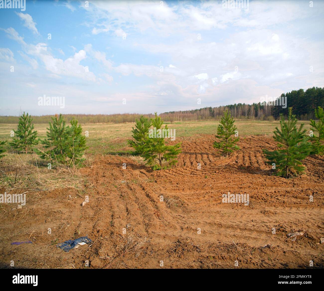 Trees just planted hi-res stock photography and images - Alamy
