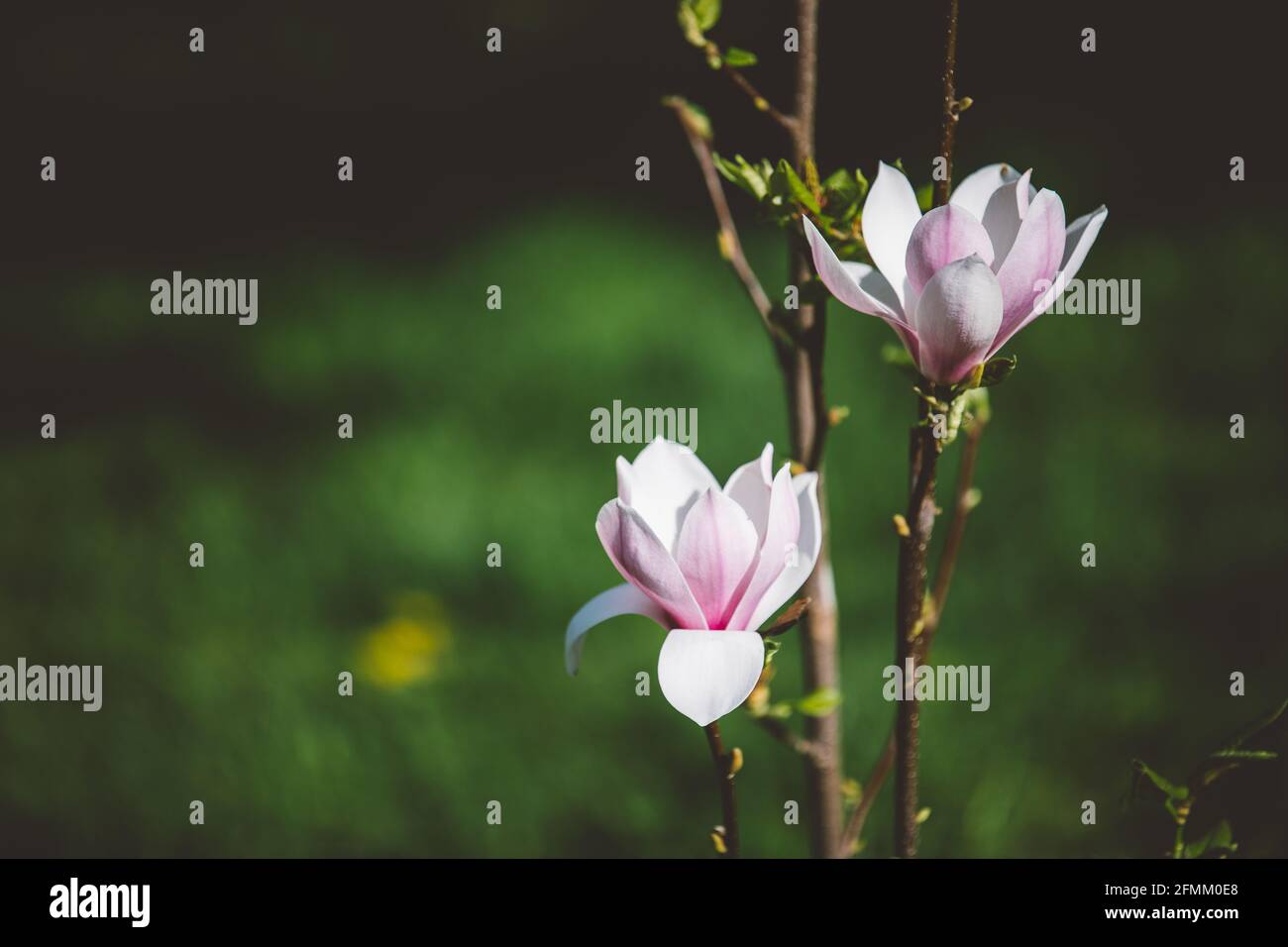Beautiful blooming branches in hi-res stock photography and images - Alamy