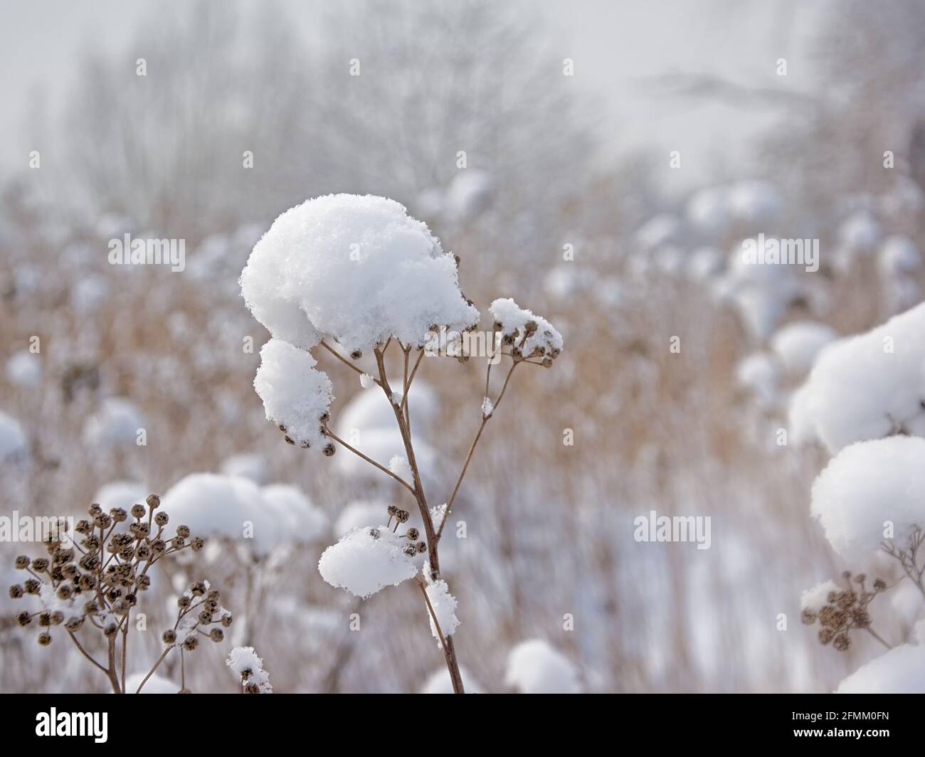 Close up of dried tansy flowers covered in snow, selective focus with ...