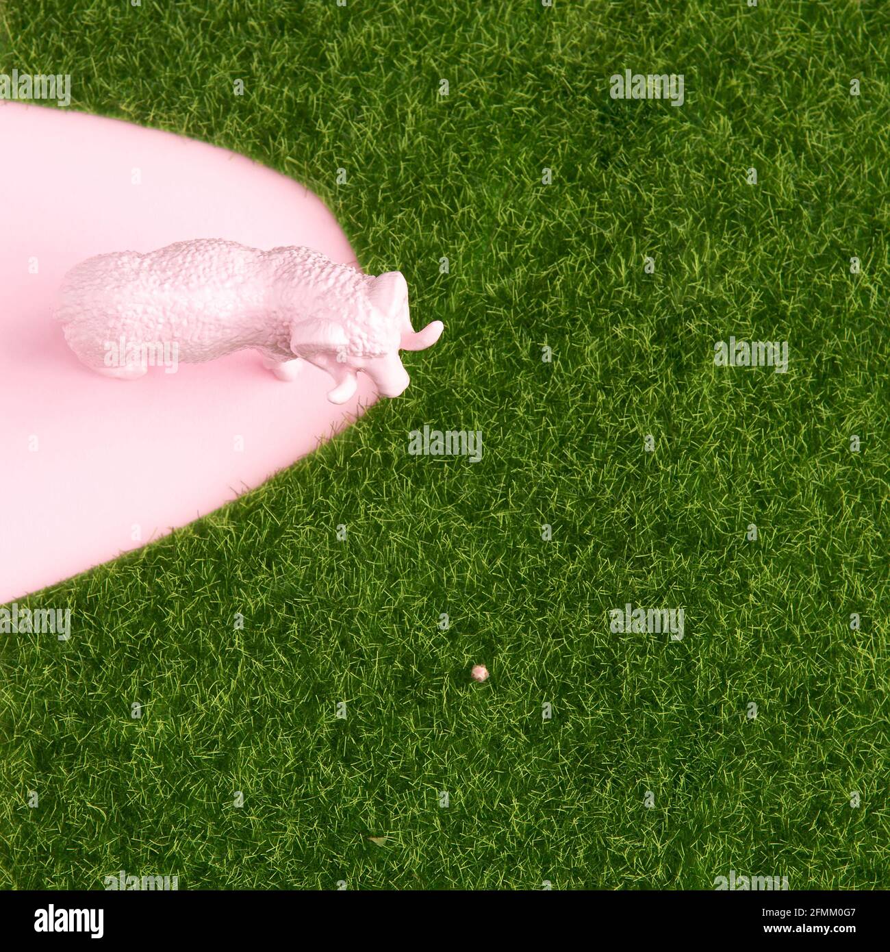 A pink ram grazes the grass on a pink background. Square layout ...