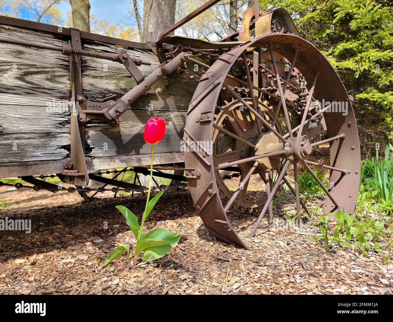 single red tulip by rusty farm wagon wheel Stock Photo - Alamy