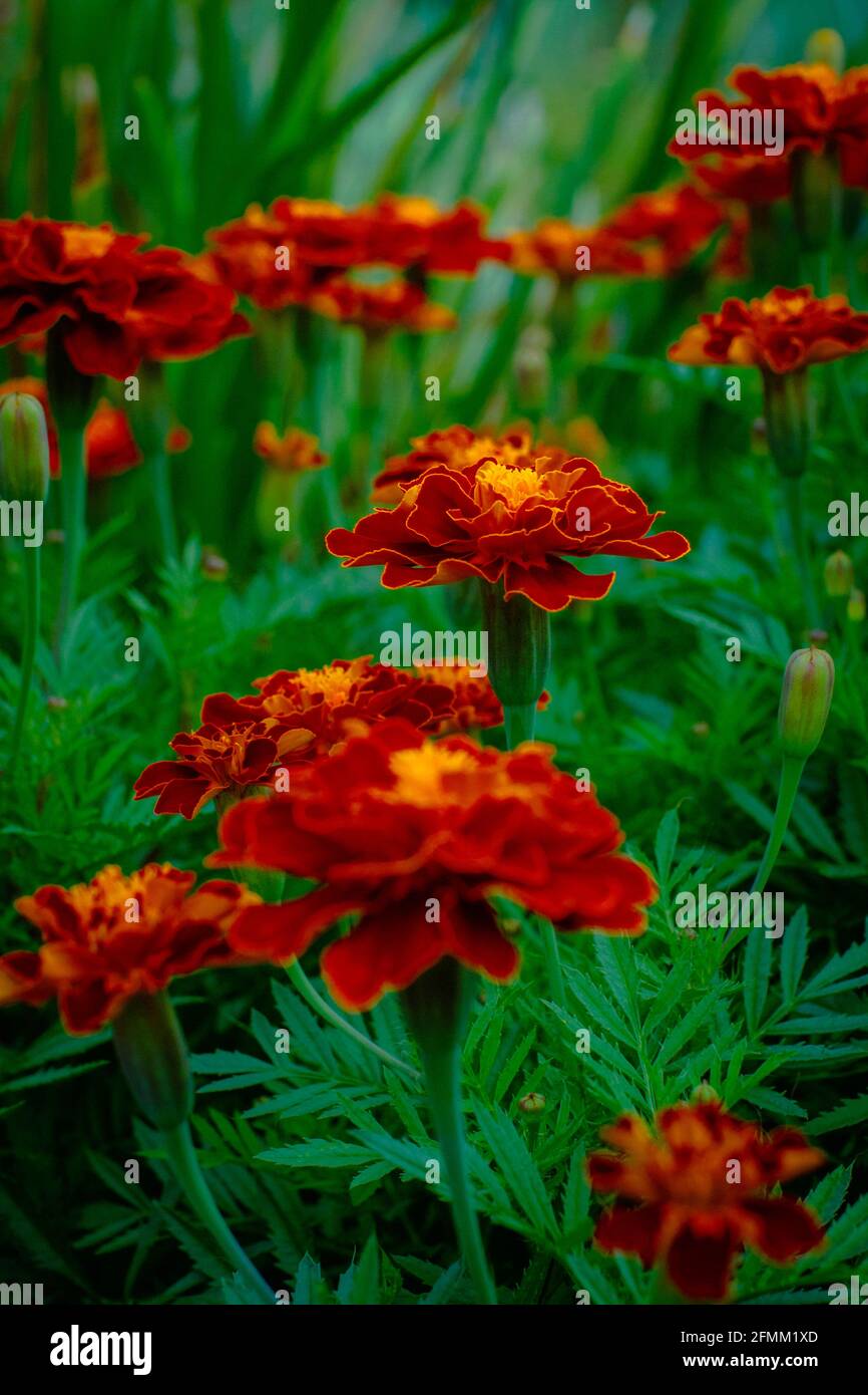 Beautiful blooming marigold flowers in the garden Stock Photo - Alamy
