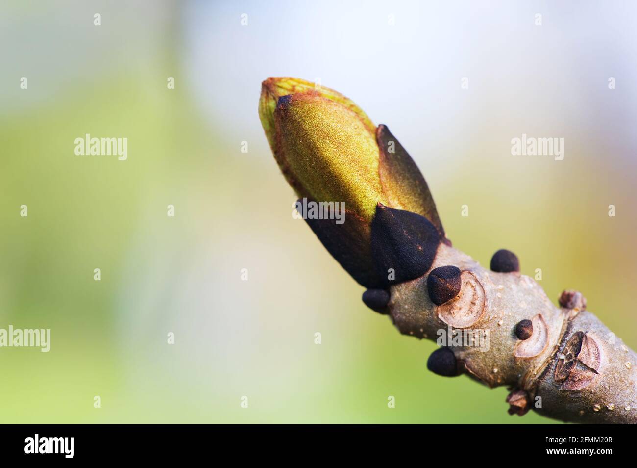 Ash tree leaf hi-res stock photography and images - Alamy