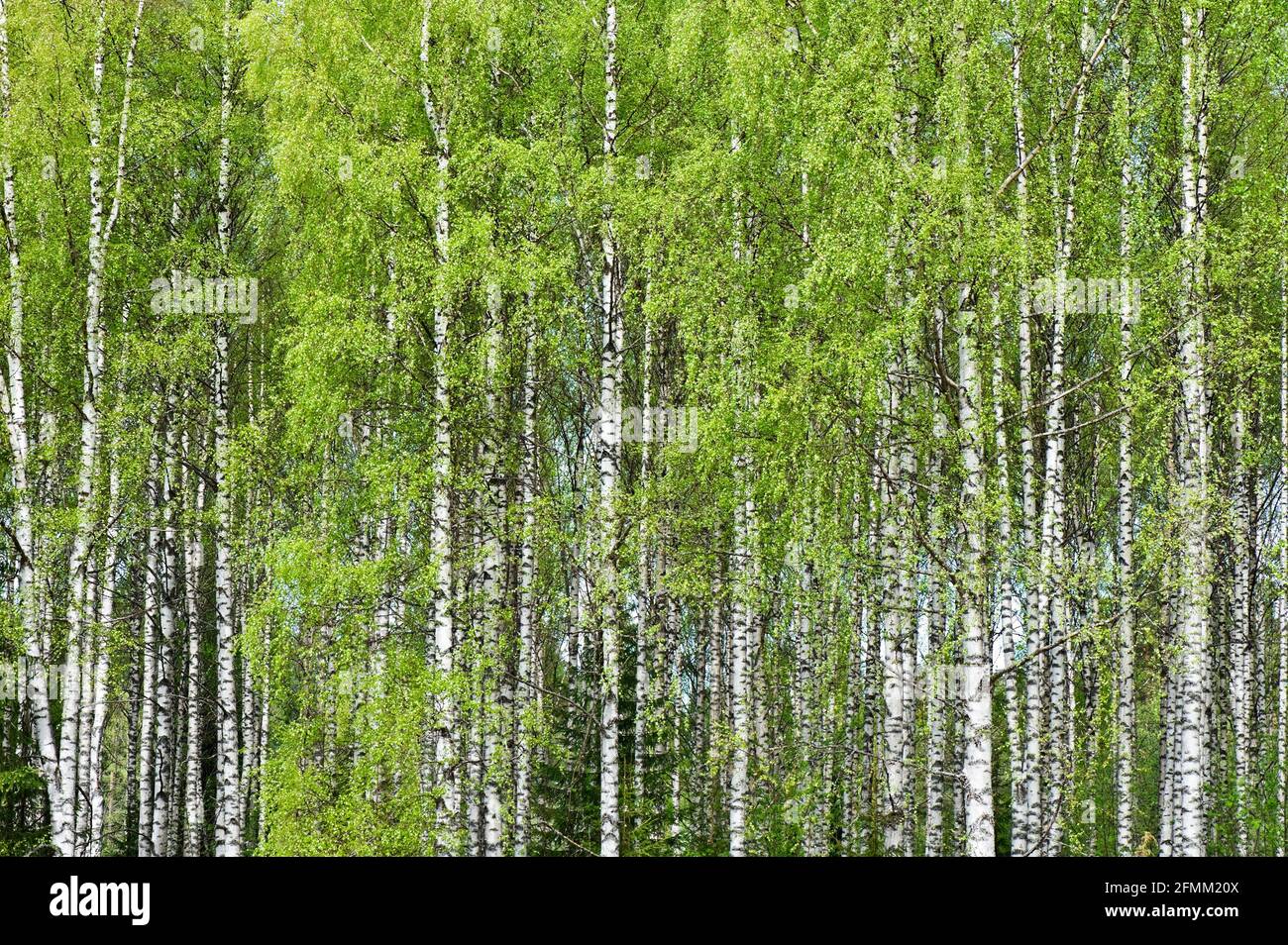 Birch tree (Betula pendula) forest in early summer Stock Photo - Alamy