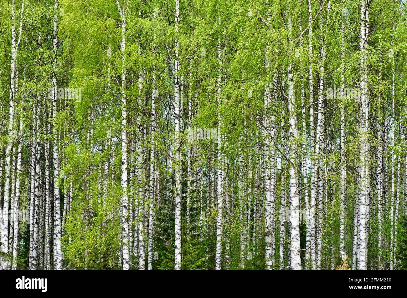 Birch tree (Betula pendula) forest in spring Stock Photo - Alamy