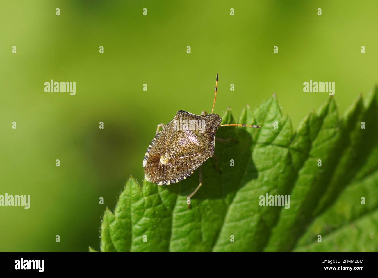 Vernal Shieldbug (Peribalus strictus), family Pentatomidae on a leaf in ...