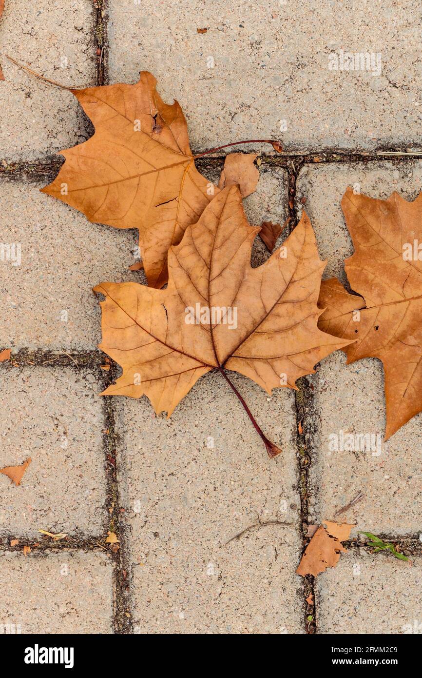 Highlight of a maple leaf, typical of autumn Stock Photo - Alamy