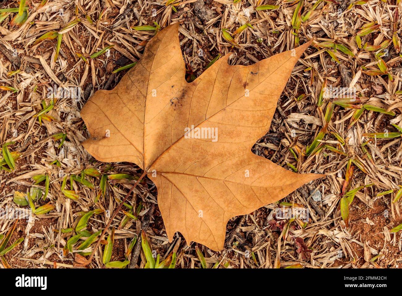 Highlight of a maple leaf, typical of autumn Stock Photo - Alamy