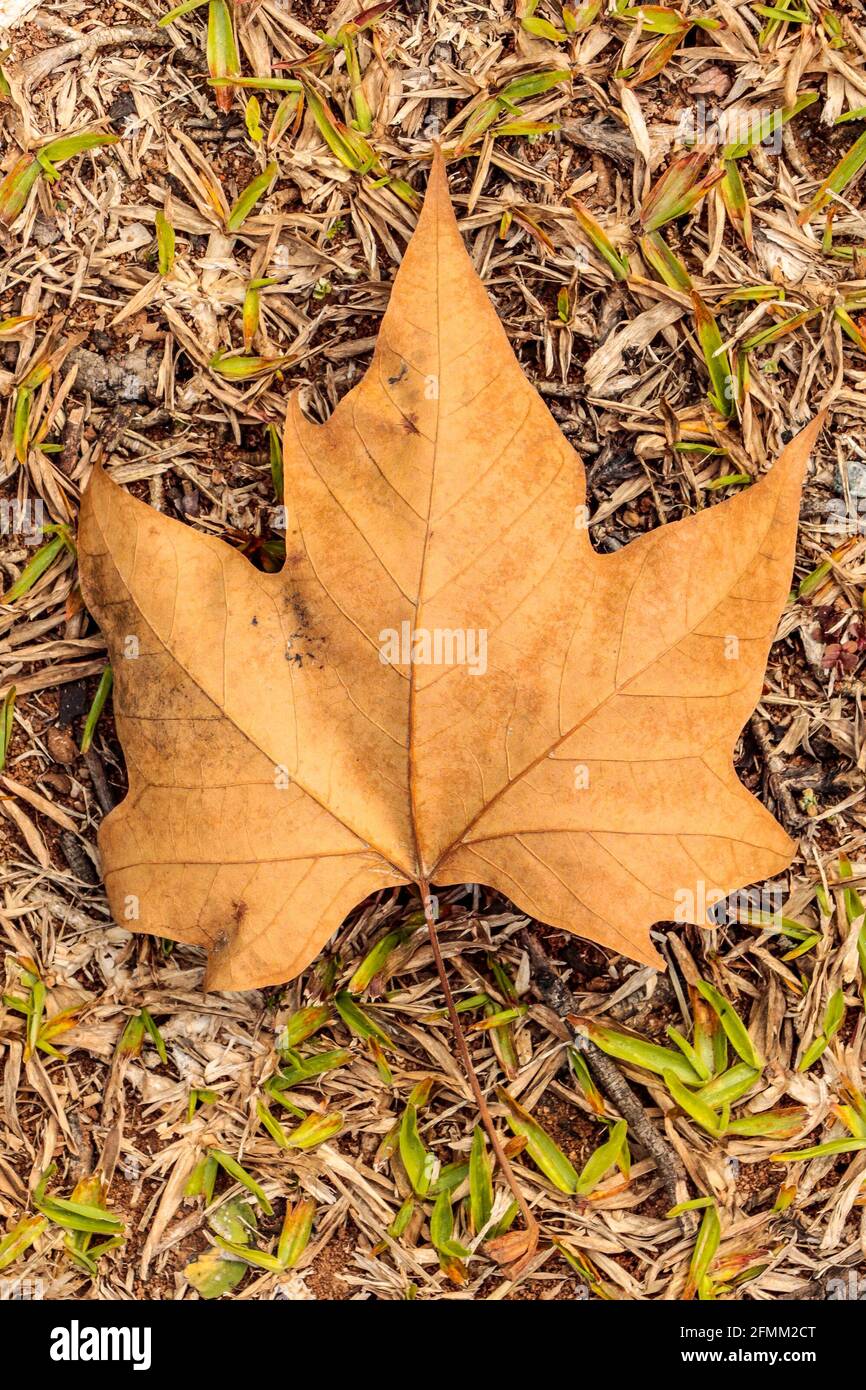 Highlight of a maple leaf, typical of autumn Stock Photo - Alamy