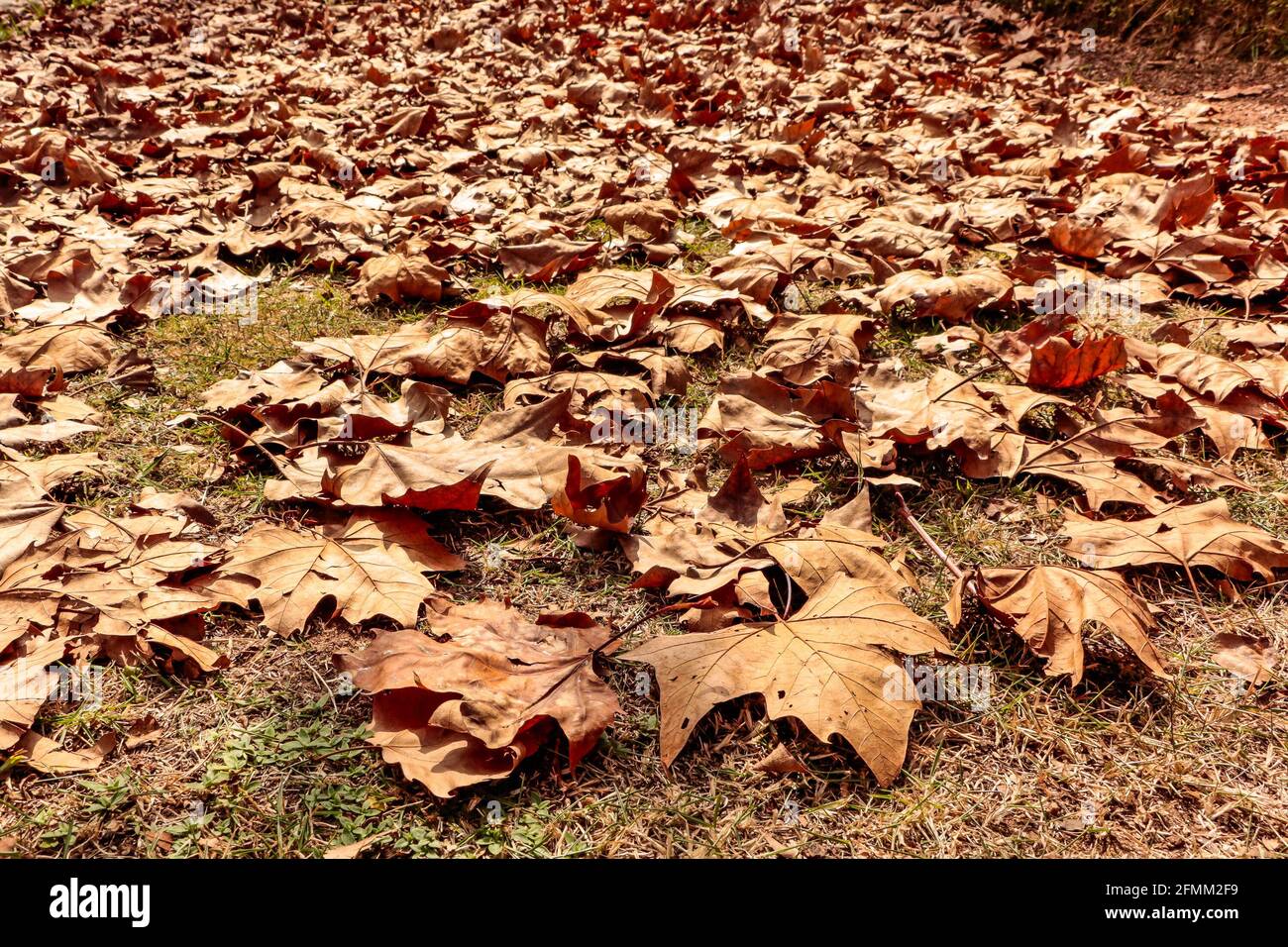 Floor covered maple leaves hi-res stock photography and images - Alamy