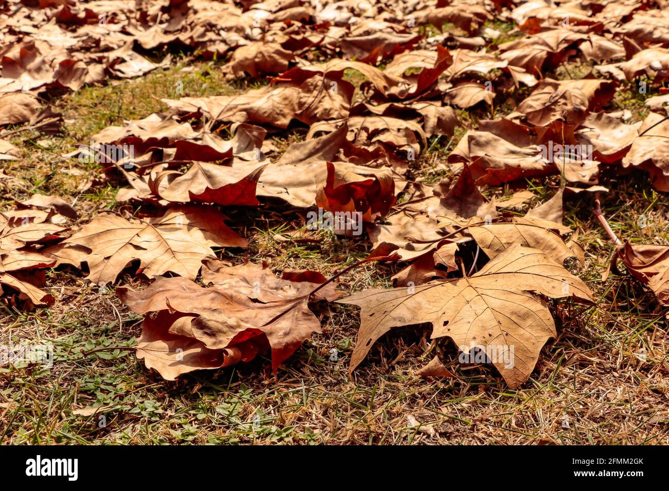 Floor covered with maple leaves, typical of autumn Stock Photo - Alamy