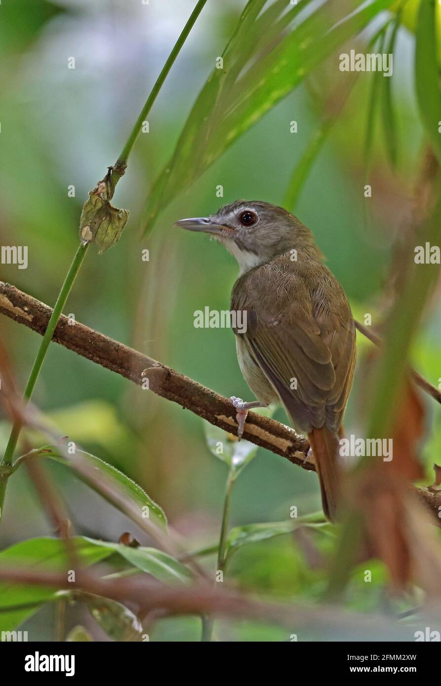 Moustached Babbler (Malacopteron magnirostre magnirostre) adult perched ...