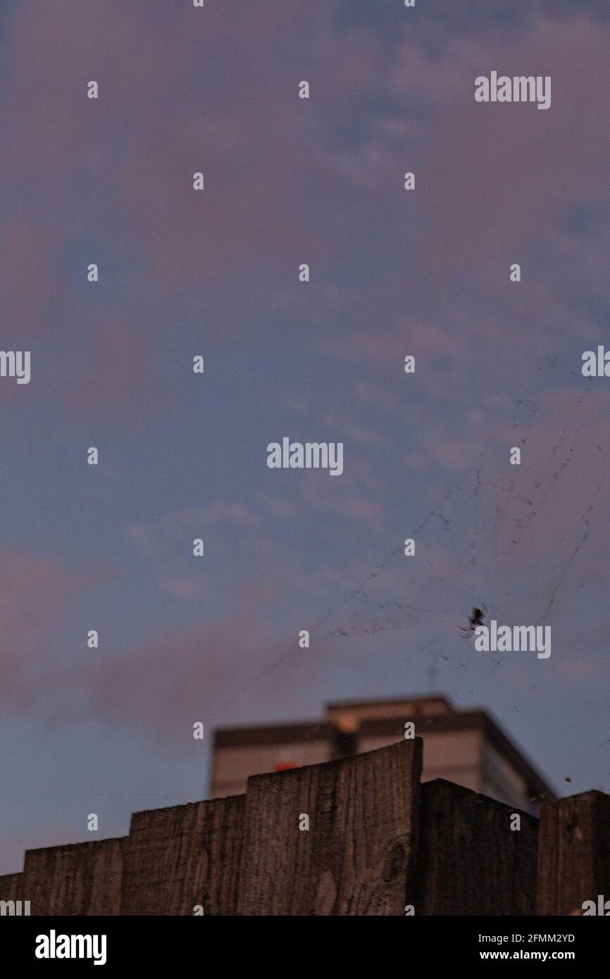 London spider hi-res stock photography and images - Alamy