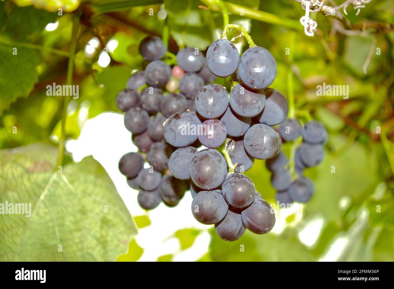 Closeup shot of a black muscat grape cluster on a tree under a bright ...